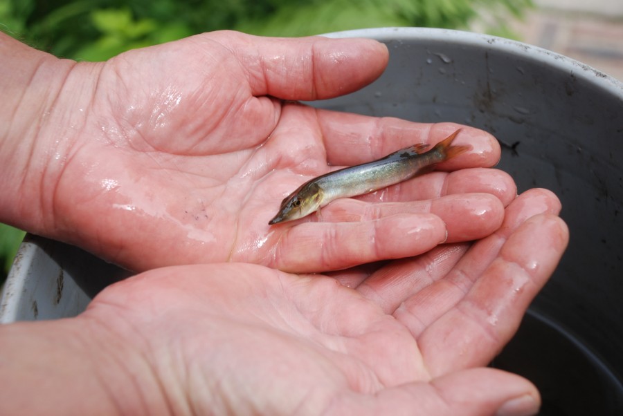 Fishing and 11th Crow Wing Lake information at Crow Wing Crest Lodge ...