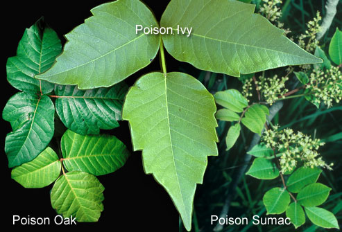 Poison Ivy Identification - Northern Minnesota Family Lake Fishing ...